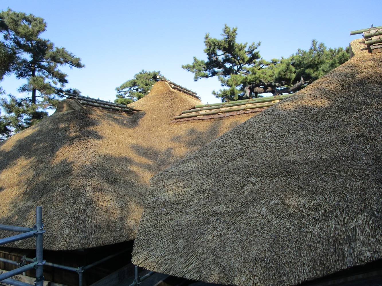 博文邸から こんにちは 2025年2月7日|｜ブログ|野島公園/旧伊藤博文金沢別邸公式サイト｜公益財団法人 横浜市緑の協会