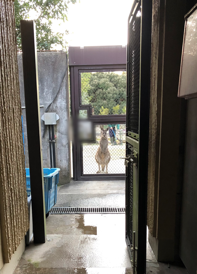 気になるあの子|OH！カンガルー|金沢動物園公式サイト｜公益財団法人 横浜市緑の協会