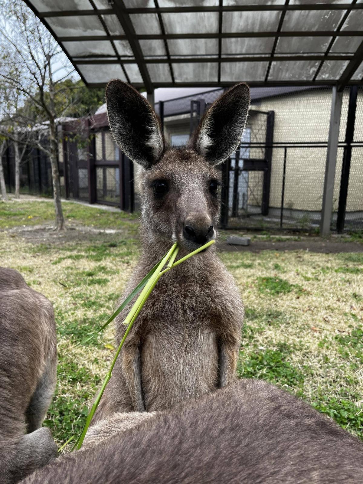 カンガルーブログ ルトルの裏話|OH！カンガルー｜ブログ|金沢動物園公式サイト｜公益財団法人 横浜市緑の協会