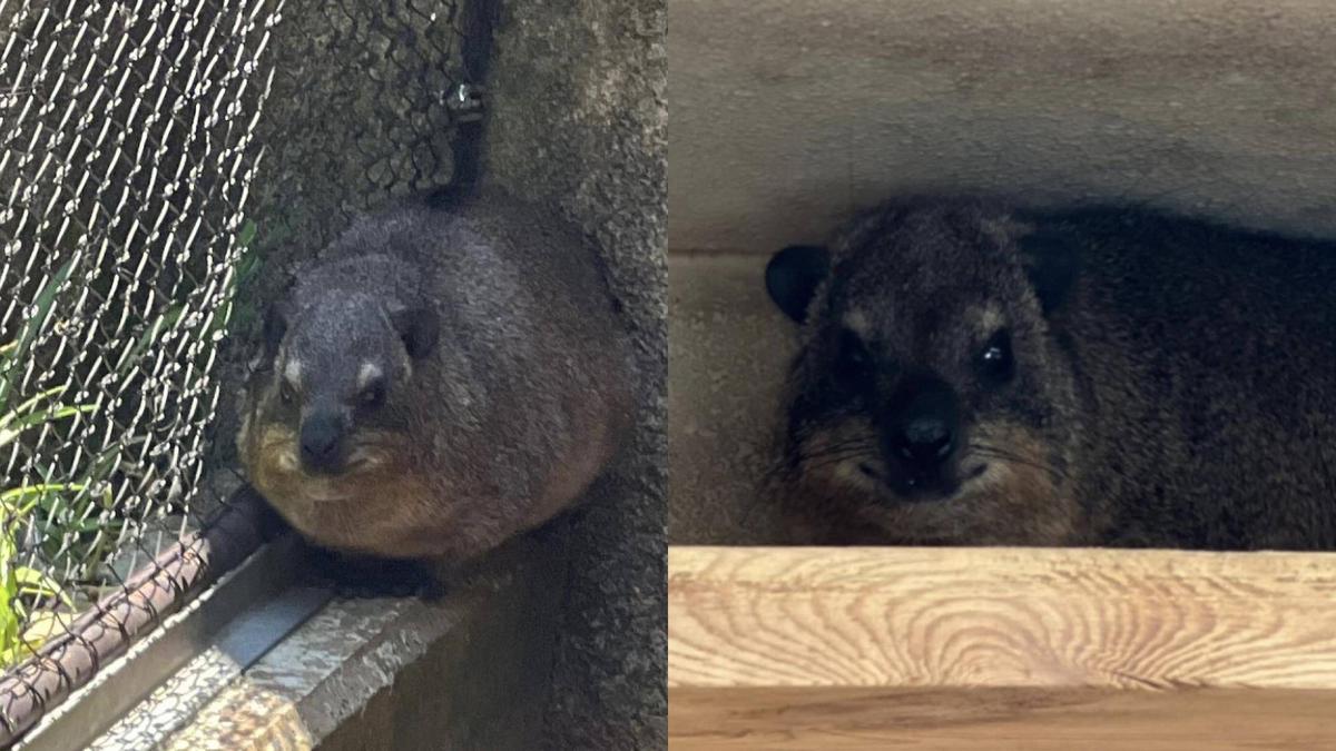 ベイク・ケーキの誕生日🎂|アフリカのサバンナ＠ズーラシア｜ブログ|よこはま動物園ズーラシア公式サイト｜公益財団法人 横浜市緑の協会